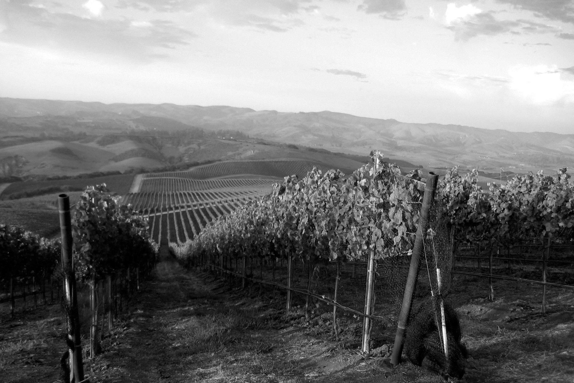 Foley Estates - Home to world class Chardonnay and Pinot Noir
